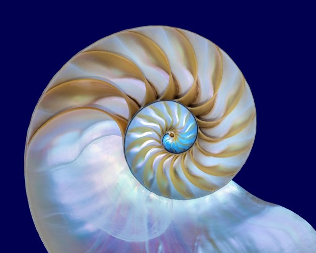 The Nautilus: A Spiral of the Universe